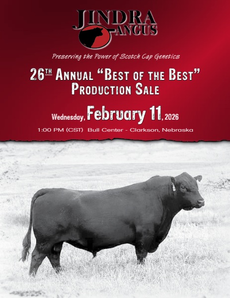 2/11/26 Jindra Angus - Annual Production Sale Video Catalog | DVAuction